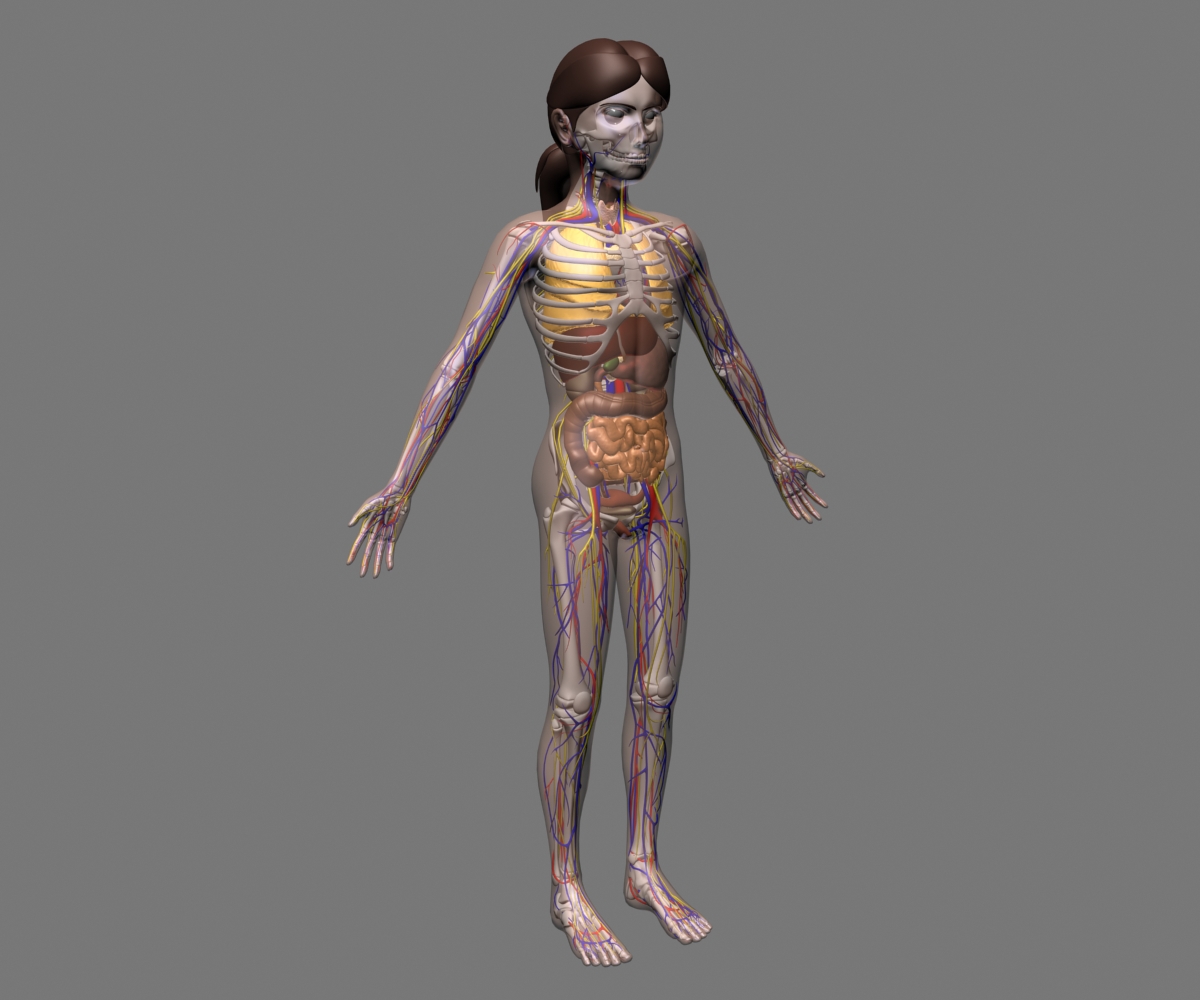 girl_anatomy_front – Darkopolis