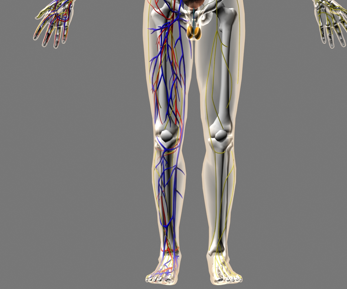 male_vascular_system_leg – Darkopolis